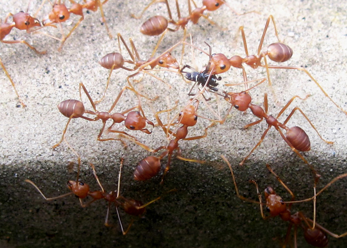 Pest Control in Melbourne FL Serving All of Brevard & Indian River County Pest Control in Melbourne FL Serving All of Brevard & Indian River County
